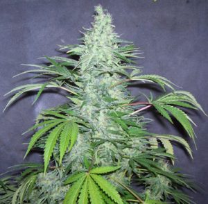 Endless Sky Non Feminized Cannabis Seeds - Dr Greenthumb Cannabis Seeds ...