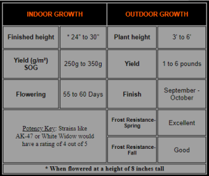 ULTIMATE HASH PLANT ♀ CANNABIS SEEDS - Dr Greenthumb Cannabis Seeds Canada