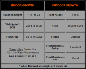 Bubba Kush ♀ Cannabis Seeds - Dr Greenthumb Cannabis Seeds Canada