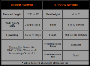 OG Kush ♀ Cannabis Seeds - Dr Greenthumb Cannabis Seeds Canada